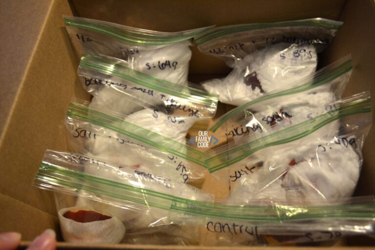 Learn the Science of Mummification with Apple Mummies - Our Family Code