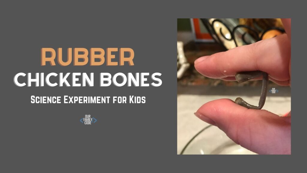 Rubber Chicken Bones Science Experiment for Kids - Our Family Code